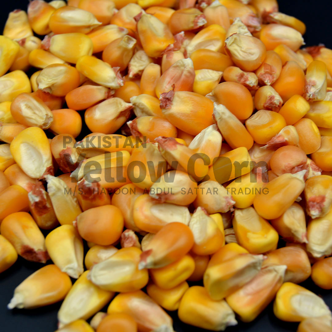 Pakistan Yellow Maize Suppliers | Maize Exporters | HAS Trading