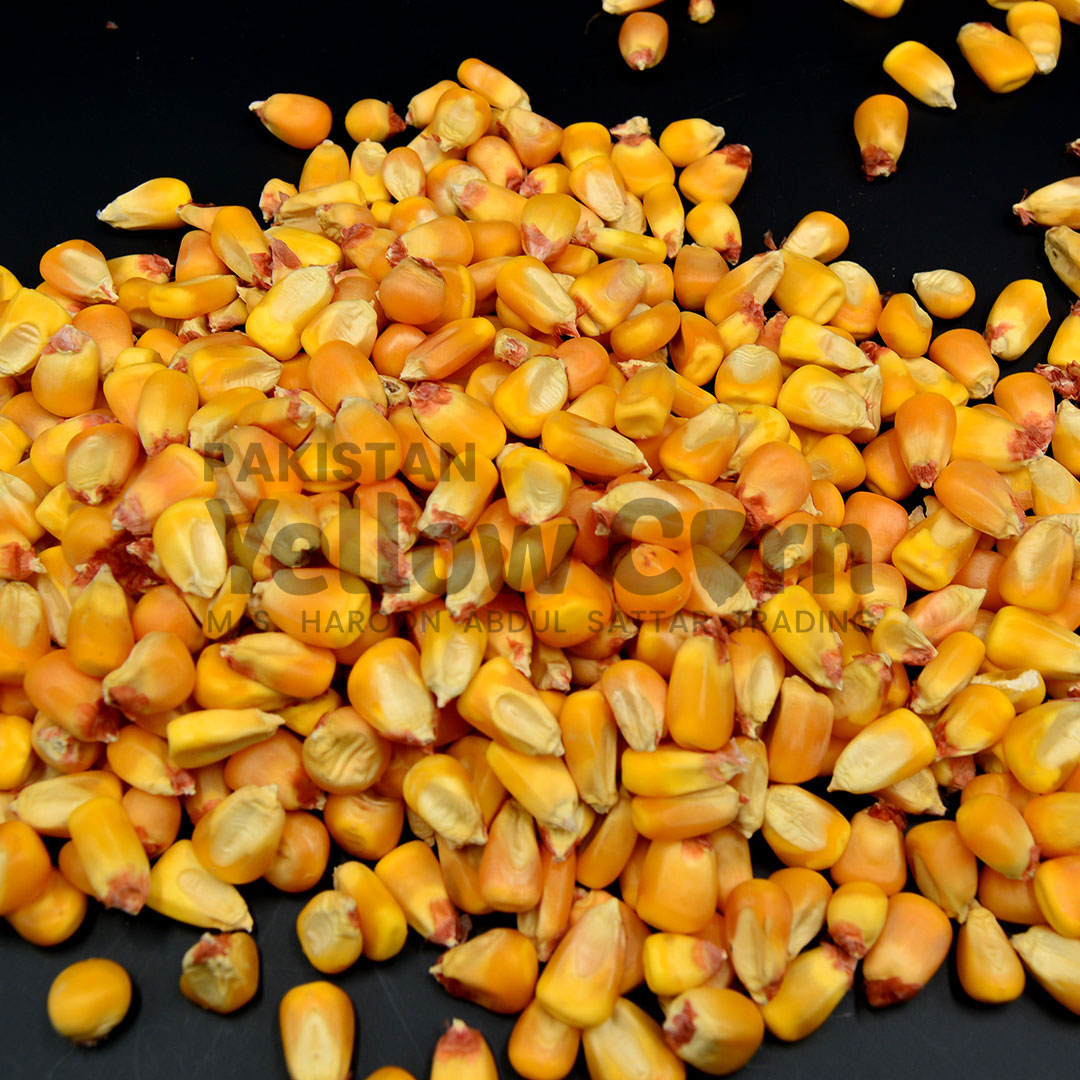 Pakistan Yellow Maize Suppliers | Maize Exporters | HAS Trading
