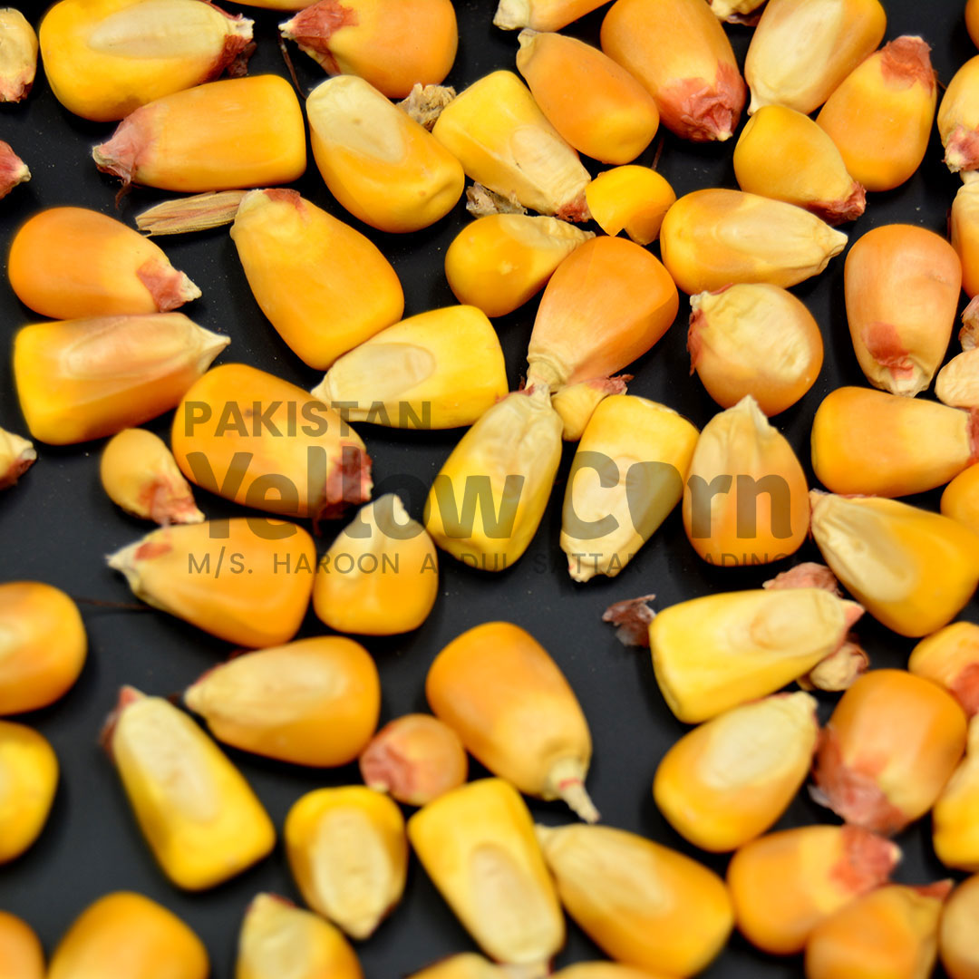 Pakistan Yellow Maize Suppliers | Maize Exporters | HAS Trading