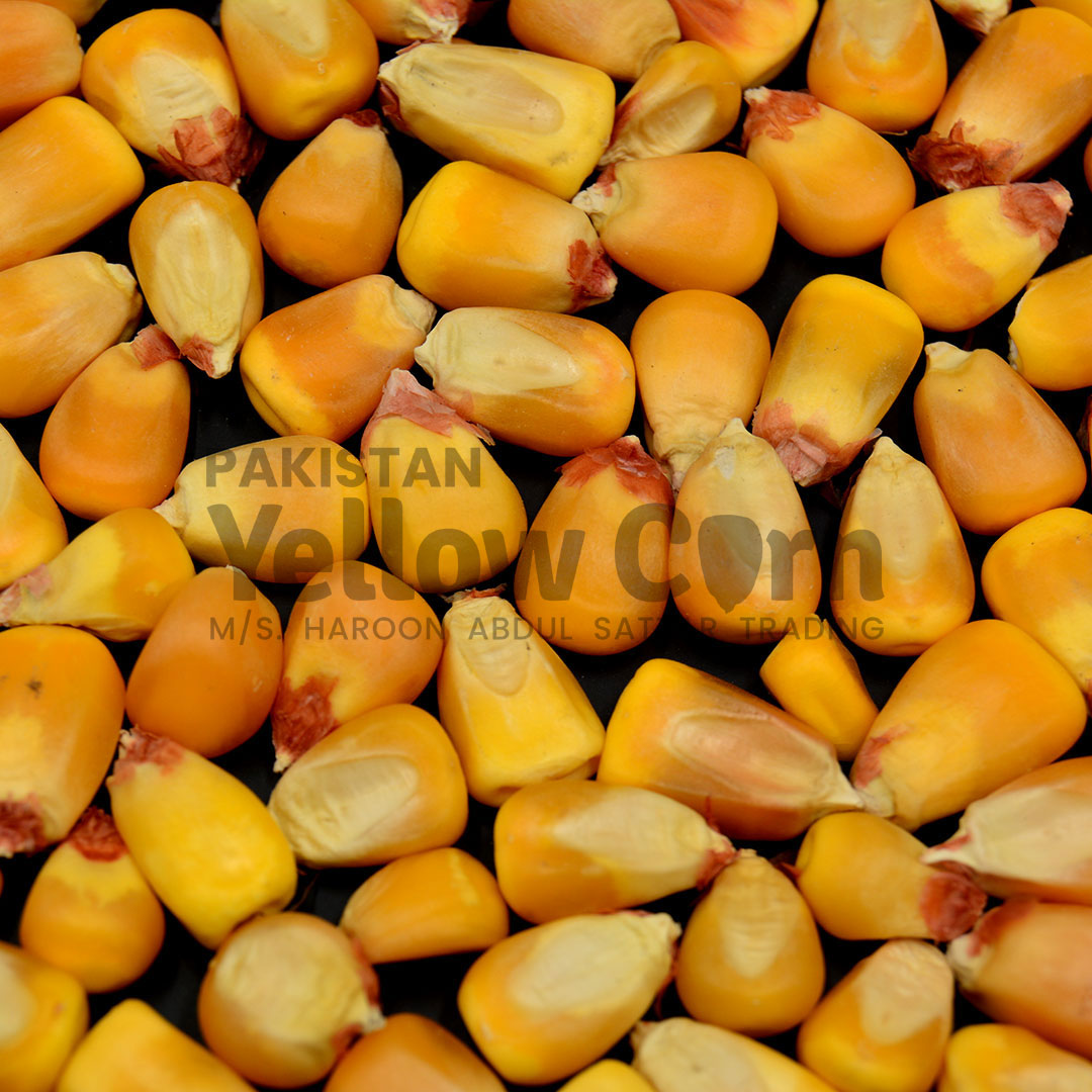 Pakistan Yellow Maize Suppliers | Maize Exporters | HAS Trading