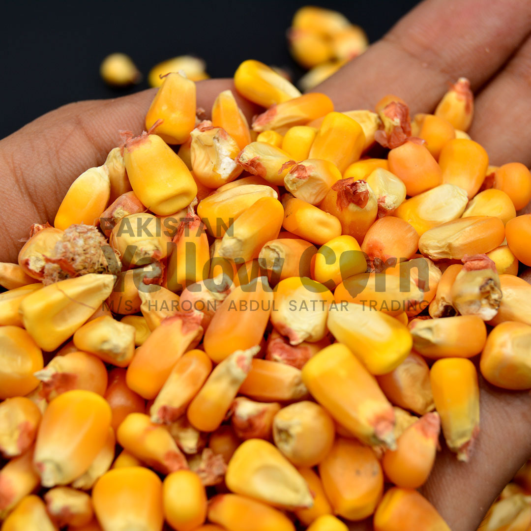 Maize Exporters to Malaysia | Pakistan Maize Exporters | HAS Trading
