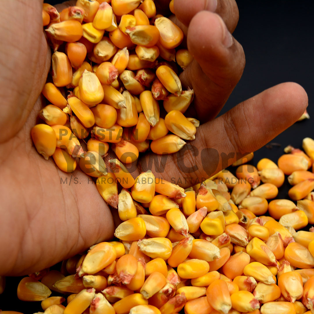Pakistan Yellow Maize Suppliers | Maize Exporters | HAS Trading