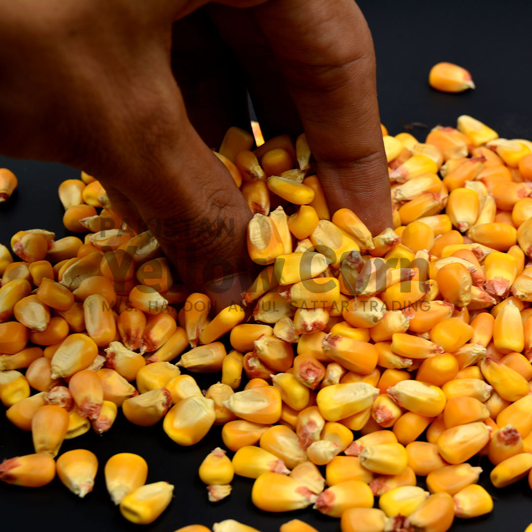 Pakistan Yellow Maize Suppliers | Maize Exporters | HAS Trading