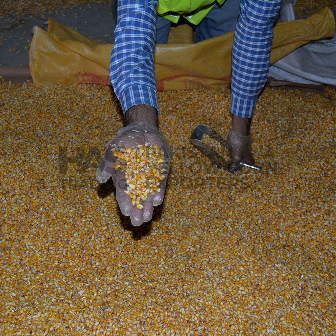 Pakistan Yellow Maize Suppliers | Maize Exporters | HAS Trading