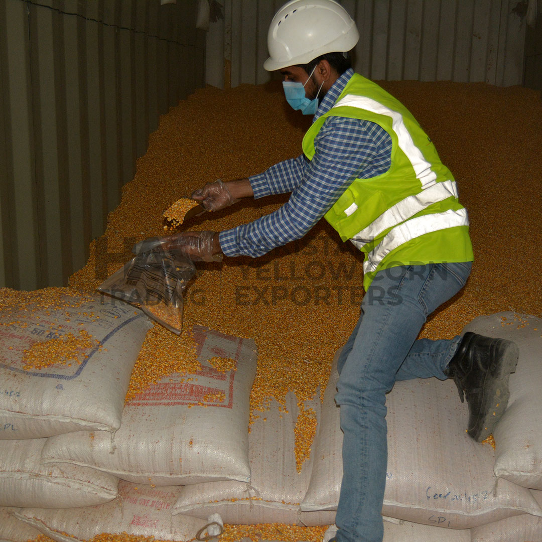 Pakistan White Maize Specification | Maize Exporters | HAS Trading
