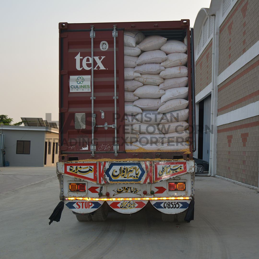 Pakistan White Maize Specification | Maize Exporters | HAS Trading