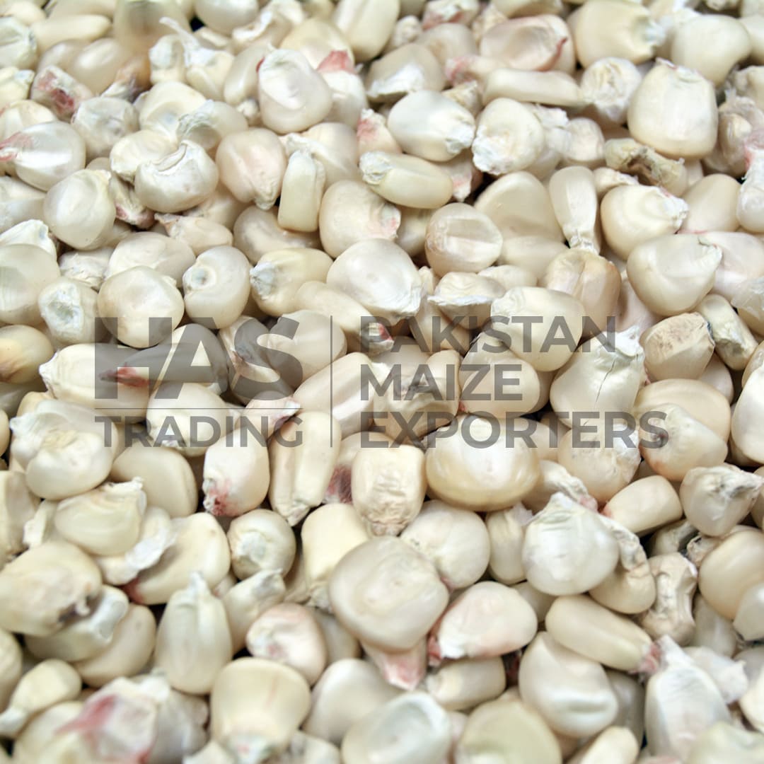 Pakistan White Maize Specification | Maize Exporters | HAS Trading