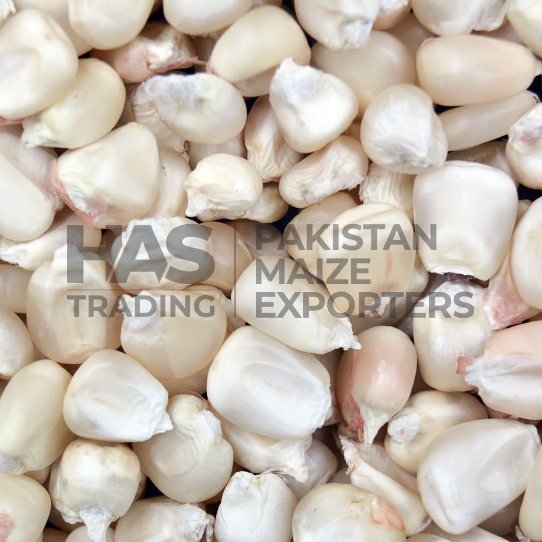 Pakistan White Maize Specification | Maize Exporters | HAS Trading