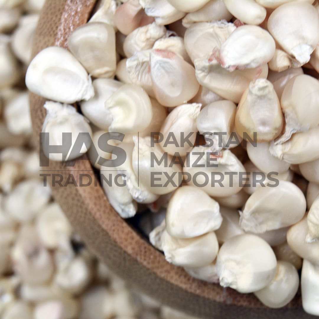 Pakistan White Maize Specification | Maize Exporters | HAS Trading